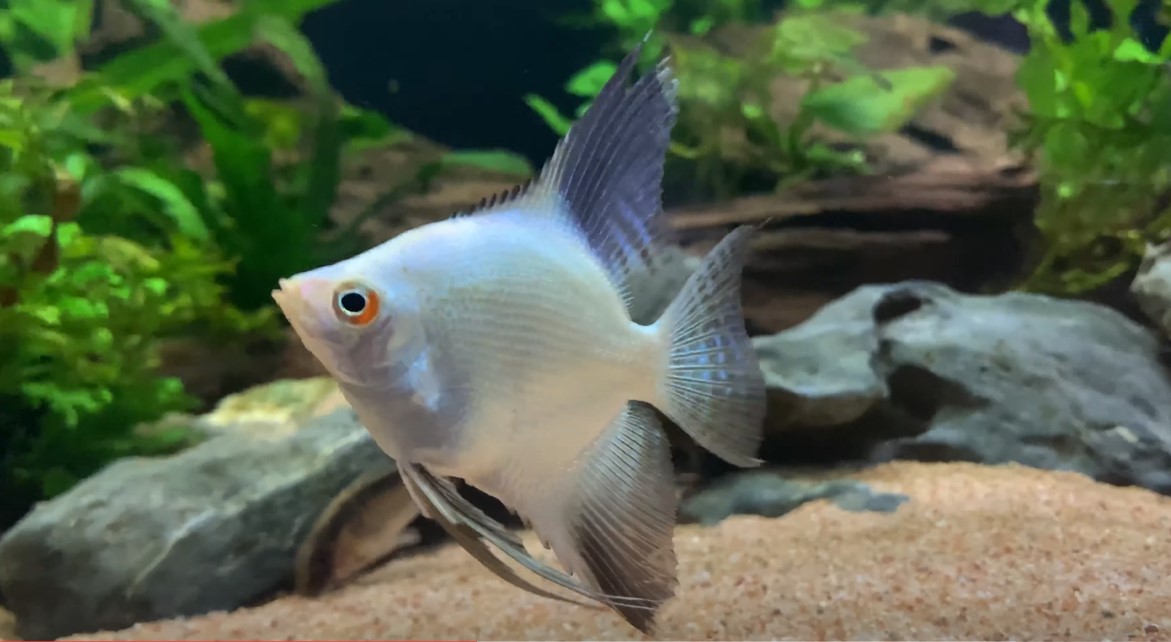 BSP Angelfish: The Ultimate Guide To Keeping And Caring For Angelfish ...