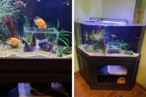 20 Gallon Octagon Fish Tank: Unleash The Ultimate Aquatic Paradise ...