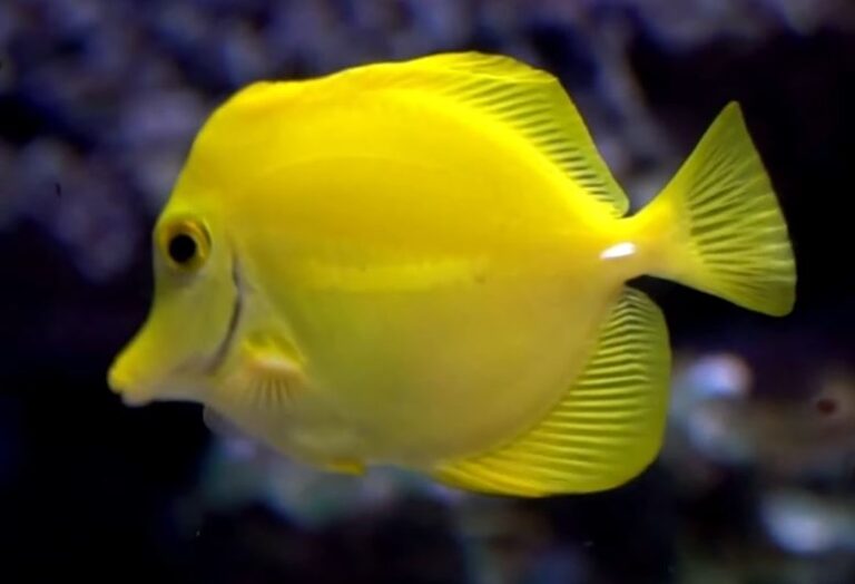 Why Are Yellow Tangs So Expensive? - Aquariumia