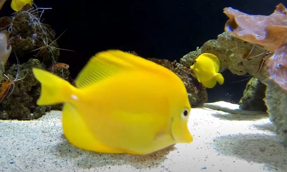 Navigating the Enigma of Yellow Tang Price: A Deep Dive into Factors ...