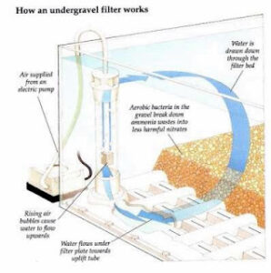 Undergravel Filter With Canister Filter: An Essential Combo For Optimal ...
