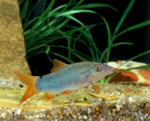 Types Of Hillstream Loach: What To Know Before Buying This Loach ...