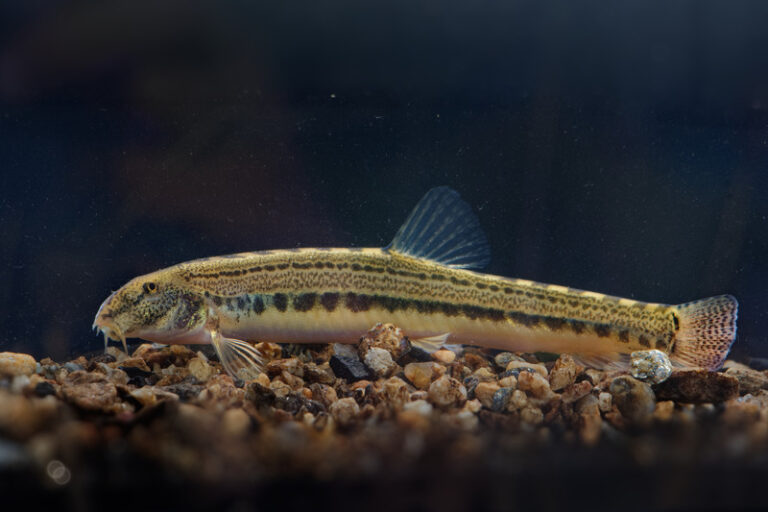 Types Of Hillstream Loach: What To Know Before Buying This Loach ...