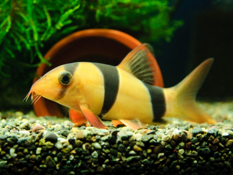 Types Of Hillstream Loach: What To Know Before Buying This Loach ...