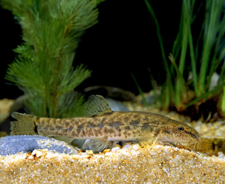 Types Of Hillstream Loach: What To Know Before Buying This Loach ...