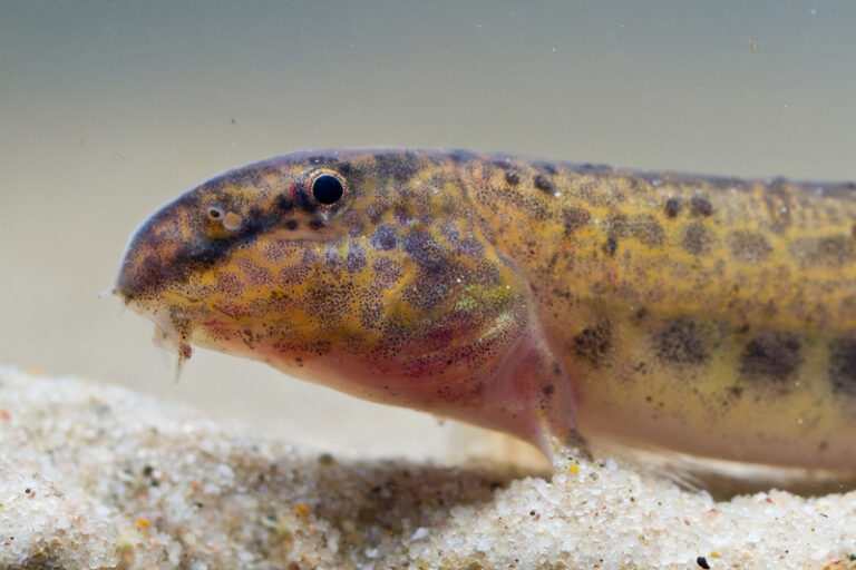 Types Of Hillstream Loach: What To Know Before Buying This Loach ...