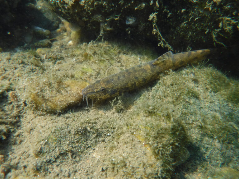Types Of Hillstream Loach: What To Know Before Buying This Loach ...