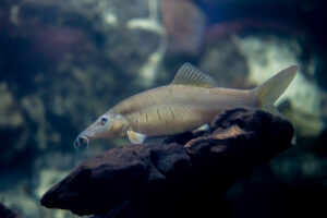 Types Of Hillstream Loach: What To Know Before Buying This Loach ...