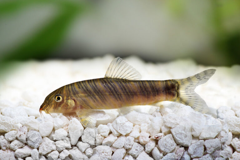 Types Of Hillstream Loach: What To Know Before Buying This Loach ...