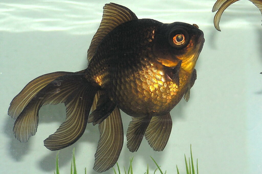 Black Moor Goldfish Turning Gold: Causes, Care, And Prevention Tips ...